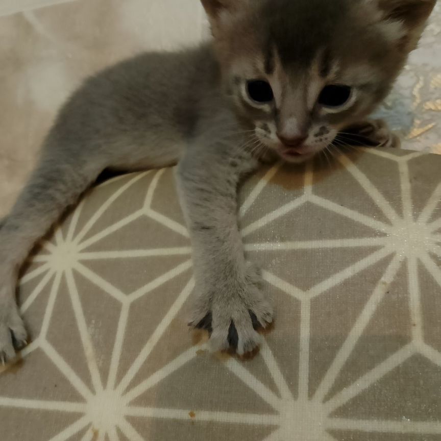 Абесинские котята