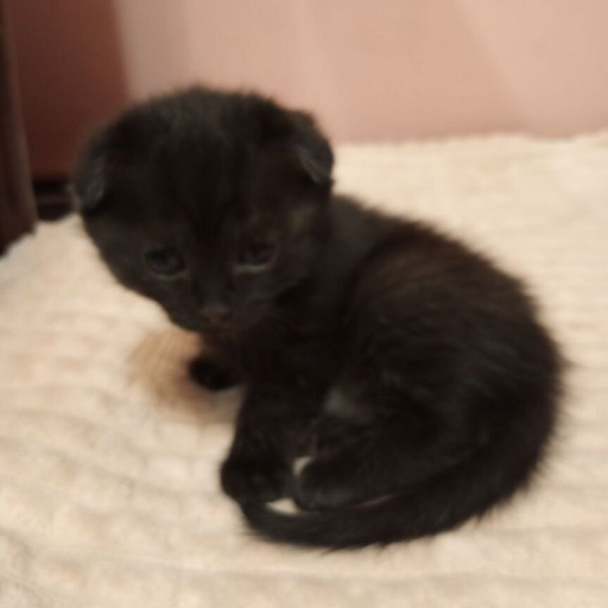 Отдам котят в добрые руки шотландцы