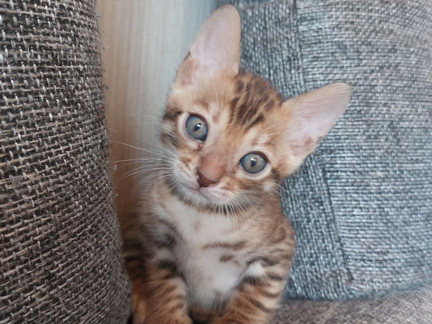 Бенгальские котята