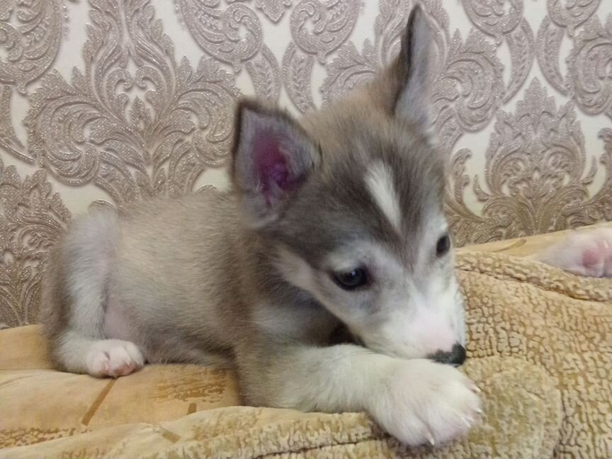 Щенки сибирской хаски