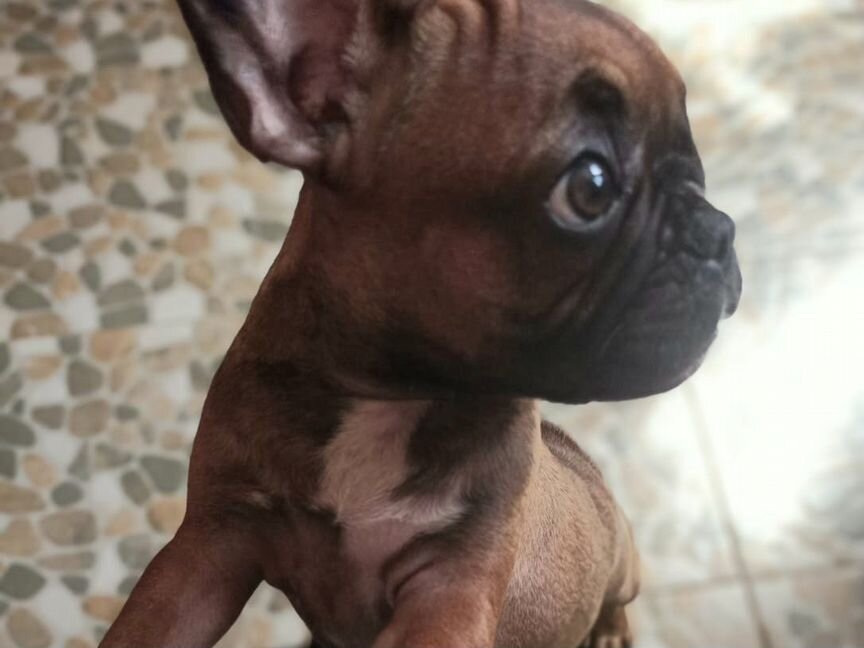 Красная девочка мини от чемпионов