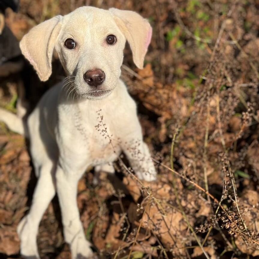 Щенок в добрые руки