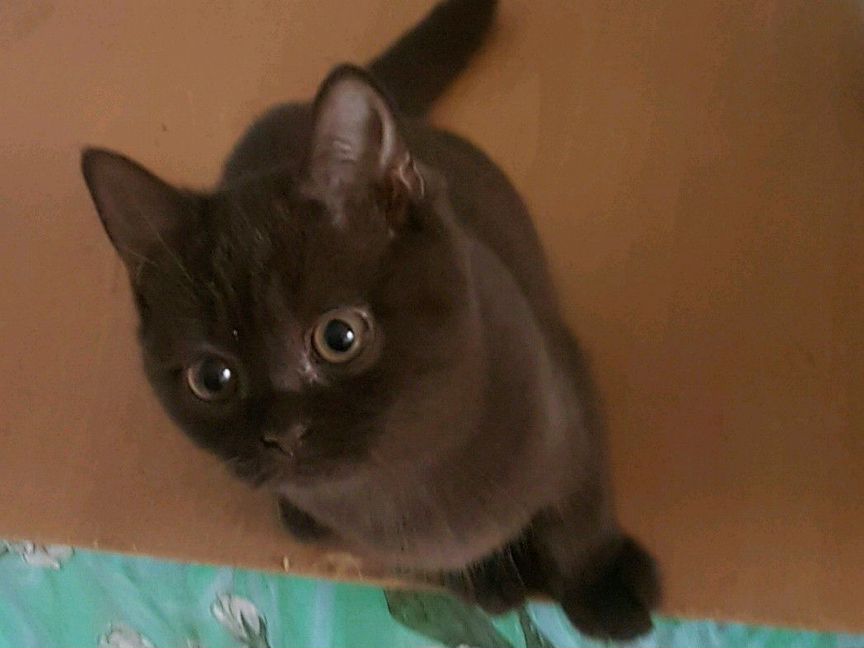 Британские шоколадные котик 2.5 мес