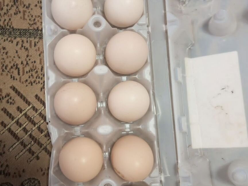 Инкубационное яйцо