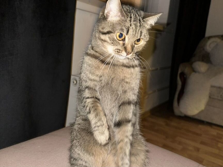 Кошка