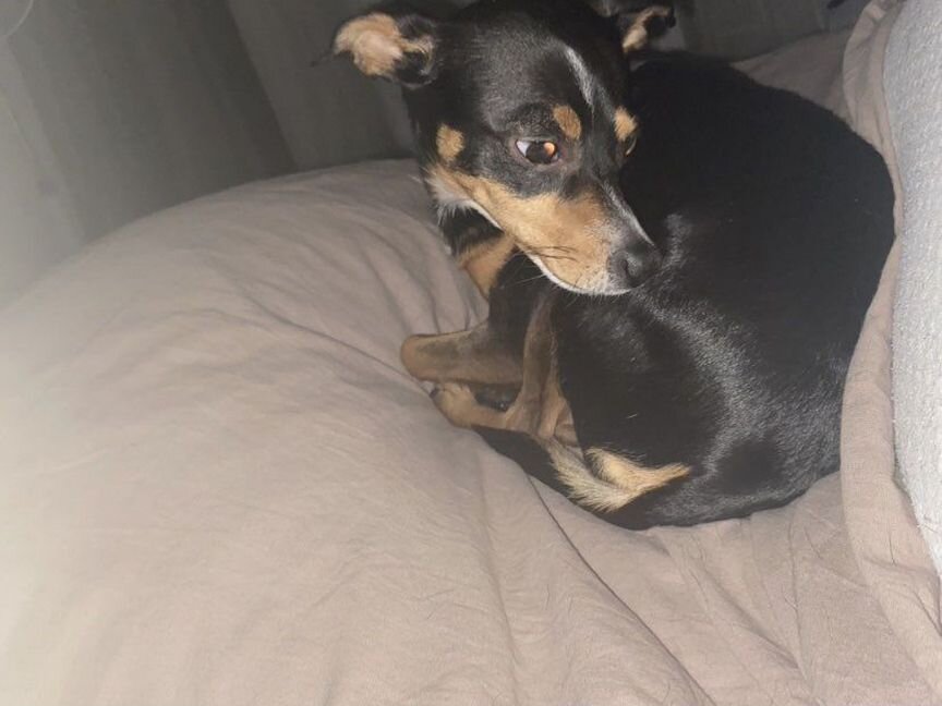 Такса и джек расл