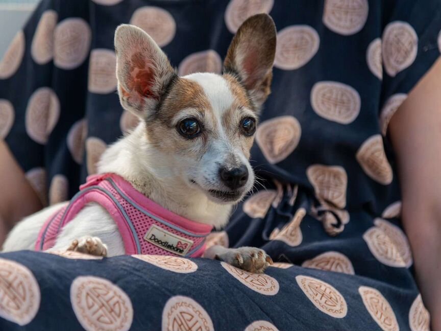 Собака в добрые руки