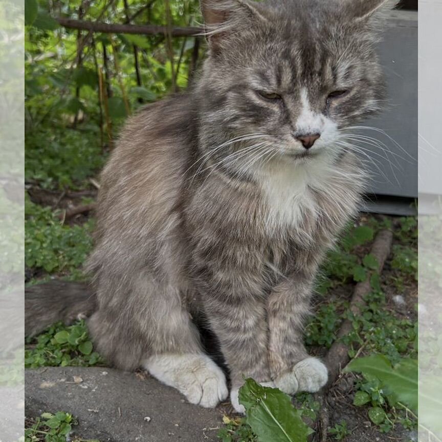 Взрослый кот в добрые руки