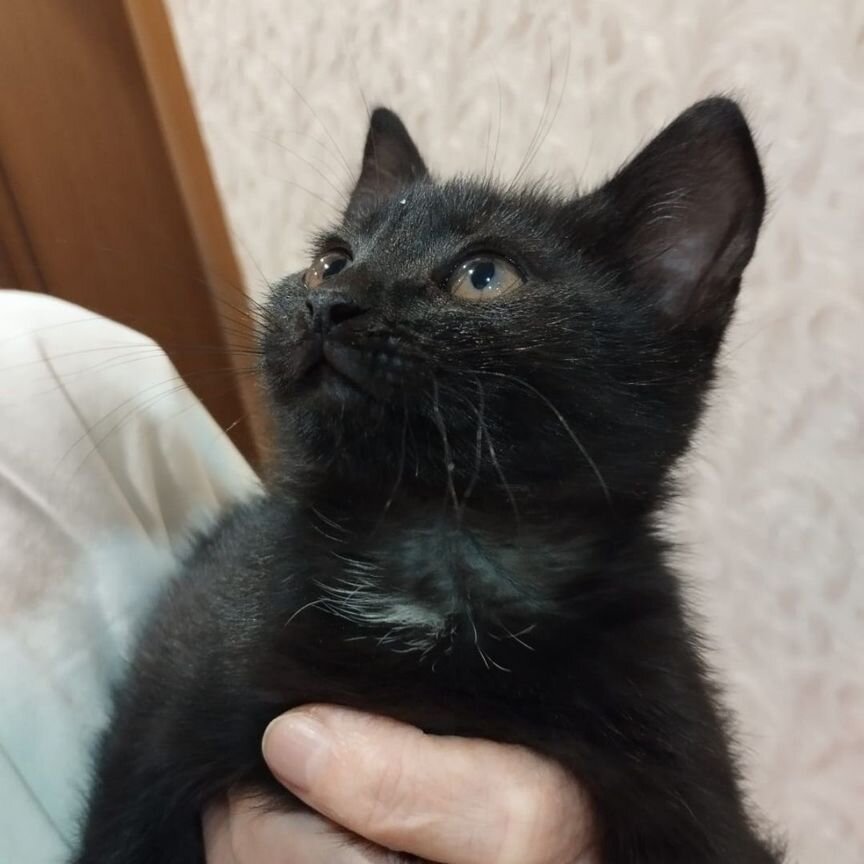 Котята в добрые руки даром бесплатно
