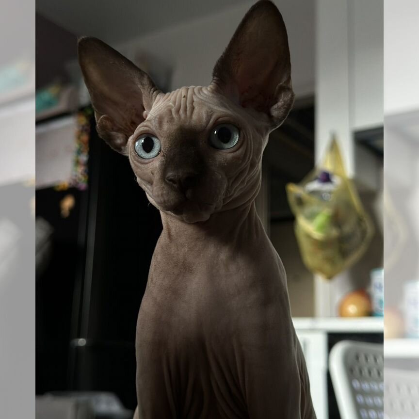 Канадский сфинкс котенок