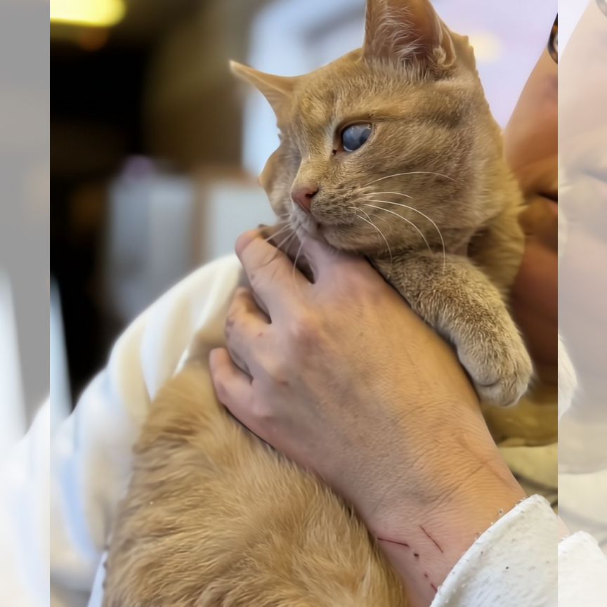 Котёнок в добрые руки