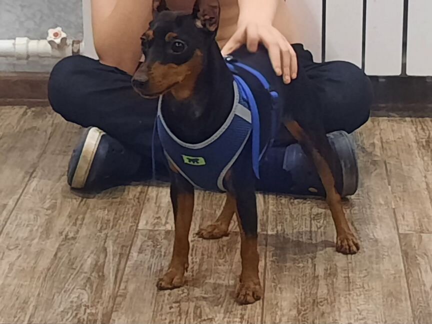 Щенки цвергпинчера девочки