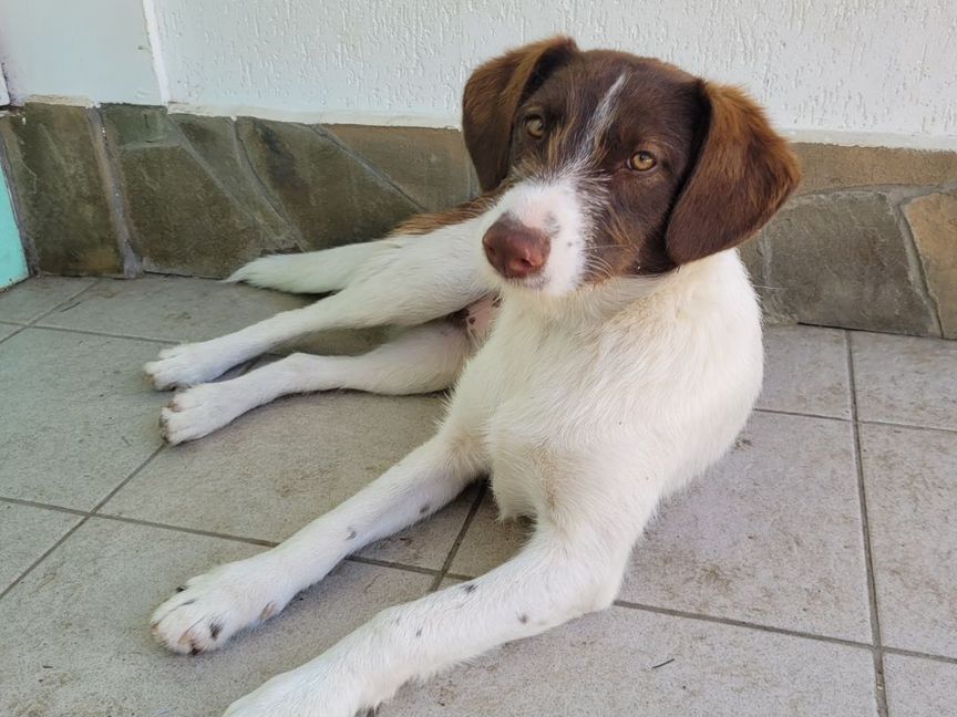 Собака стерилизованная девочка 11 месяцев