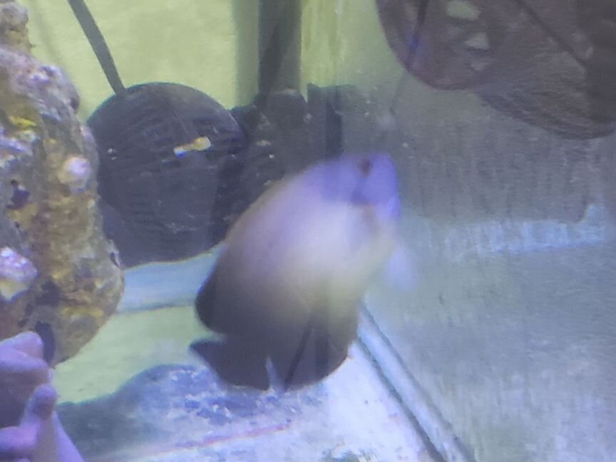 Рыба для морского аквариума