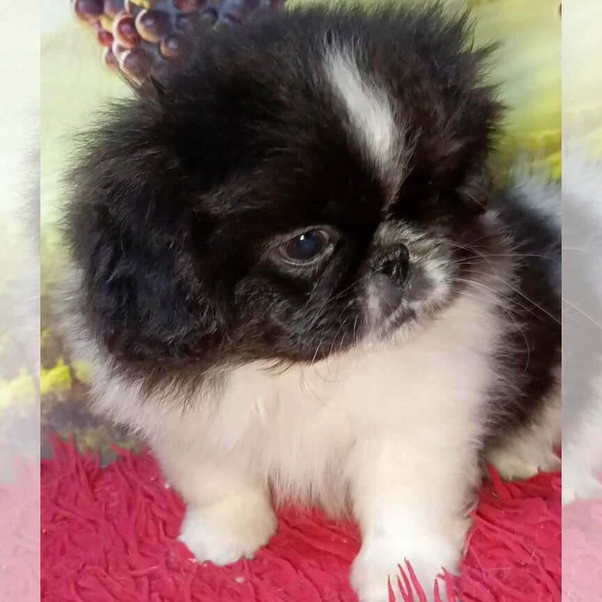 Пекинесик красавчик