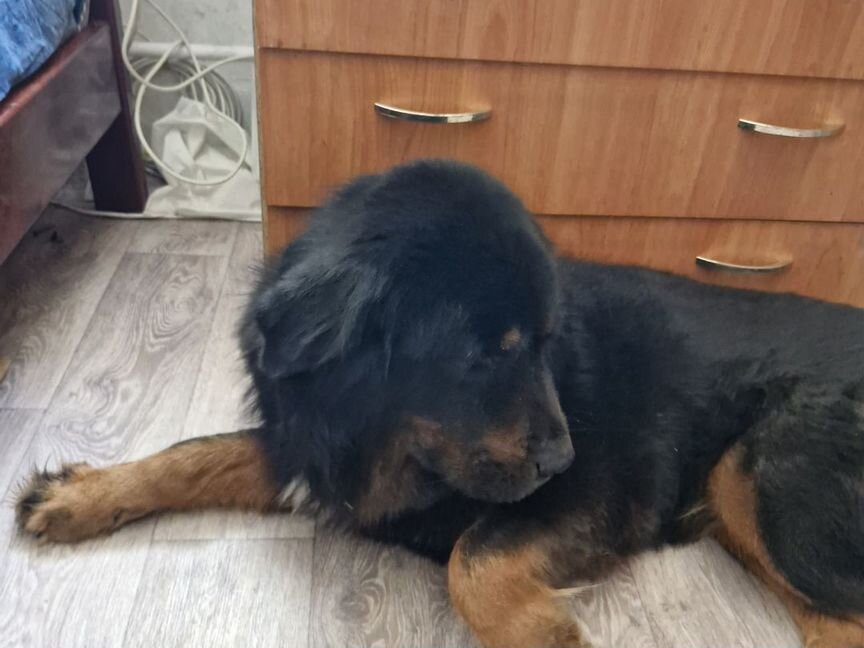 Собаки