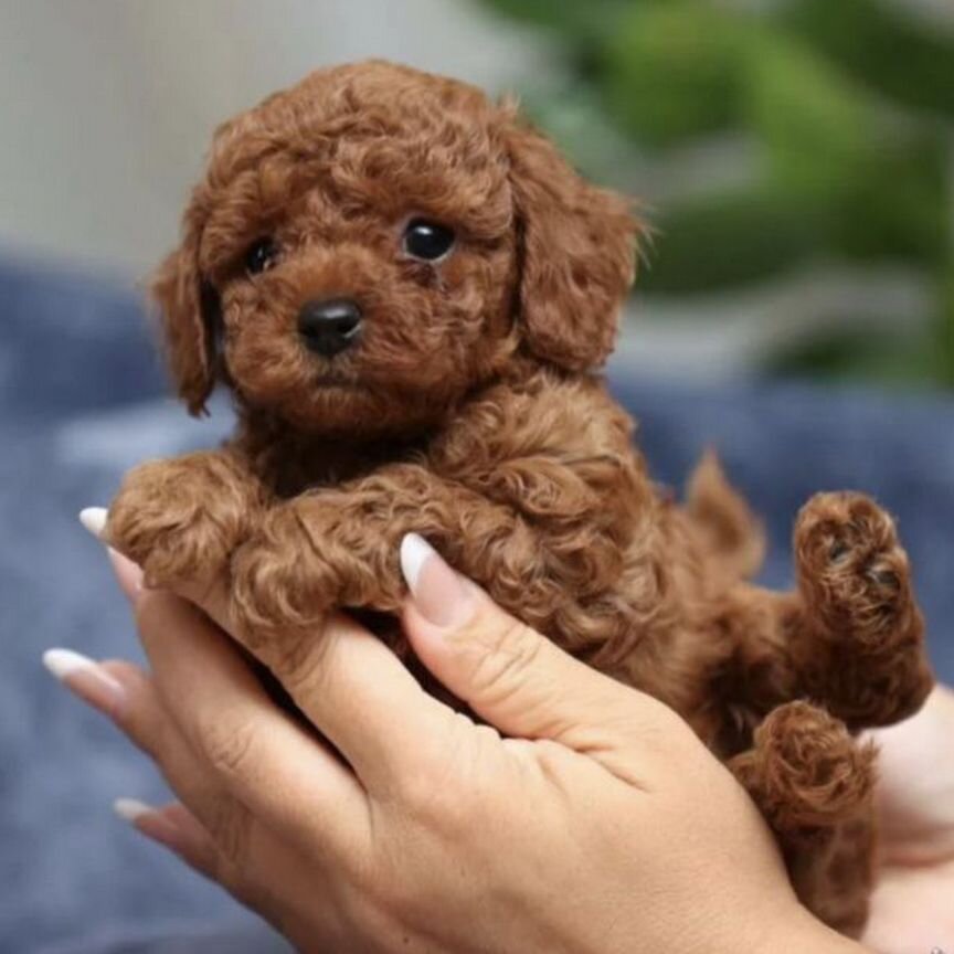 Той-пудель, щенок