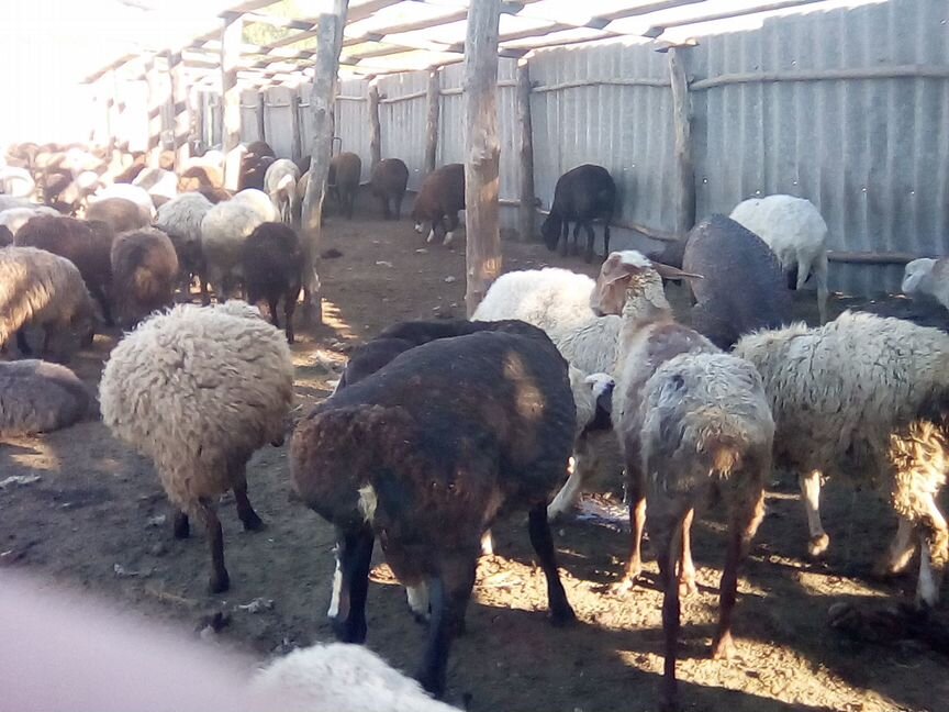 Шерсть овечья немытая