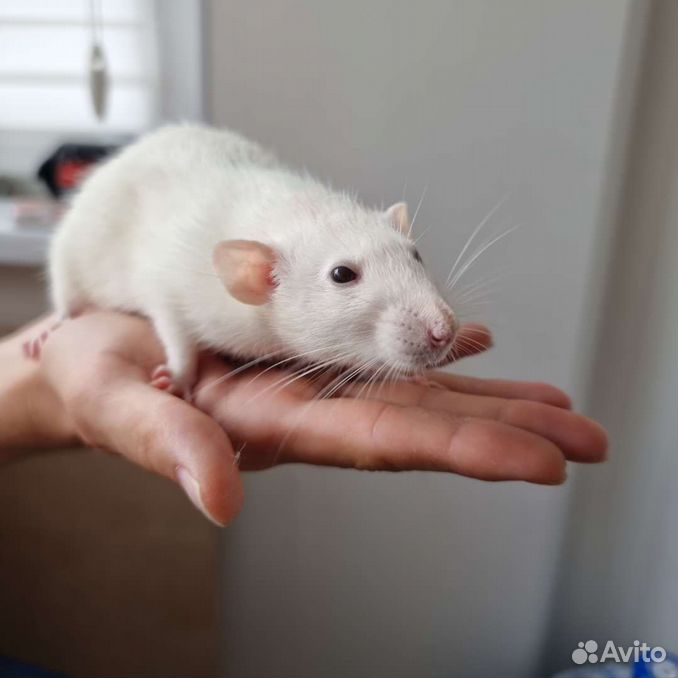Ручные крысы дамбо