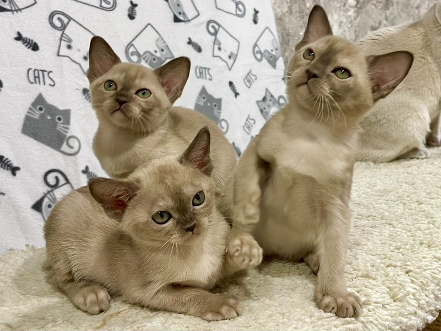 Бурманские котята