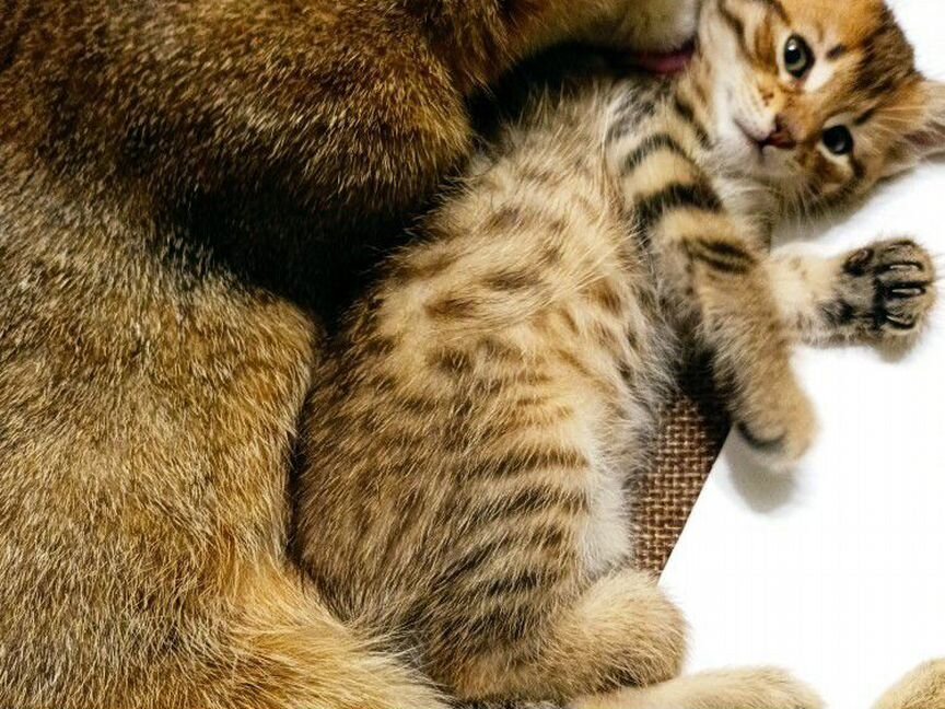 Отдам котят в добрые руки