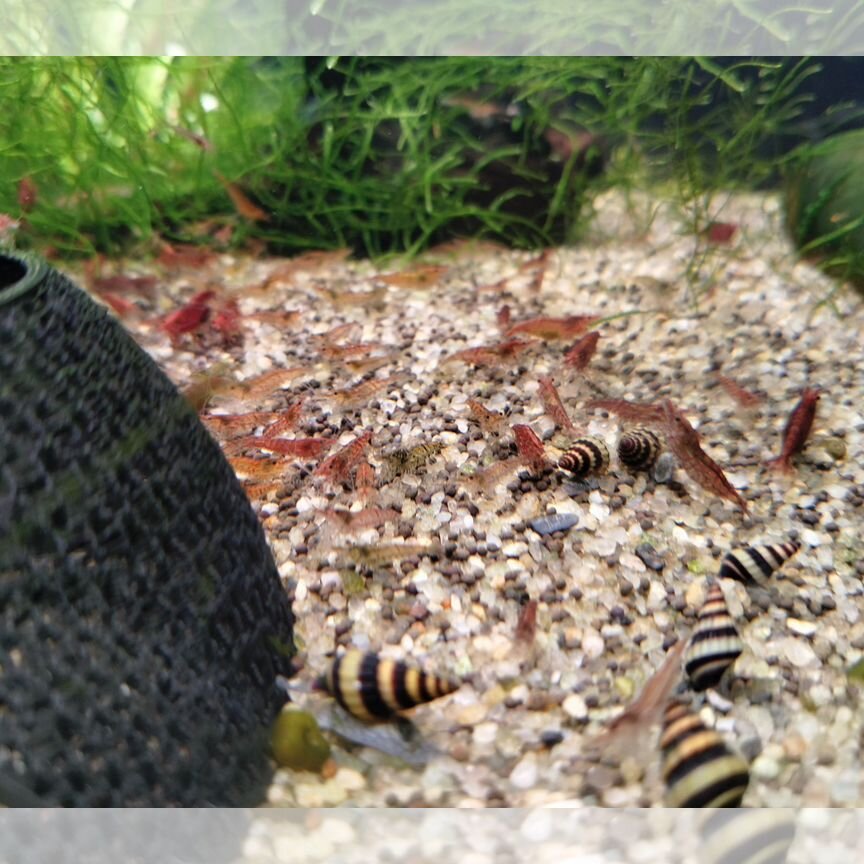 Аквариумные креветки, улитки Хелена