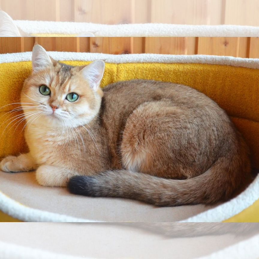Кошечка золотая шиншилла в надежные руки