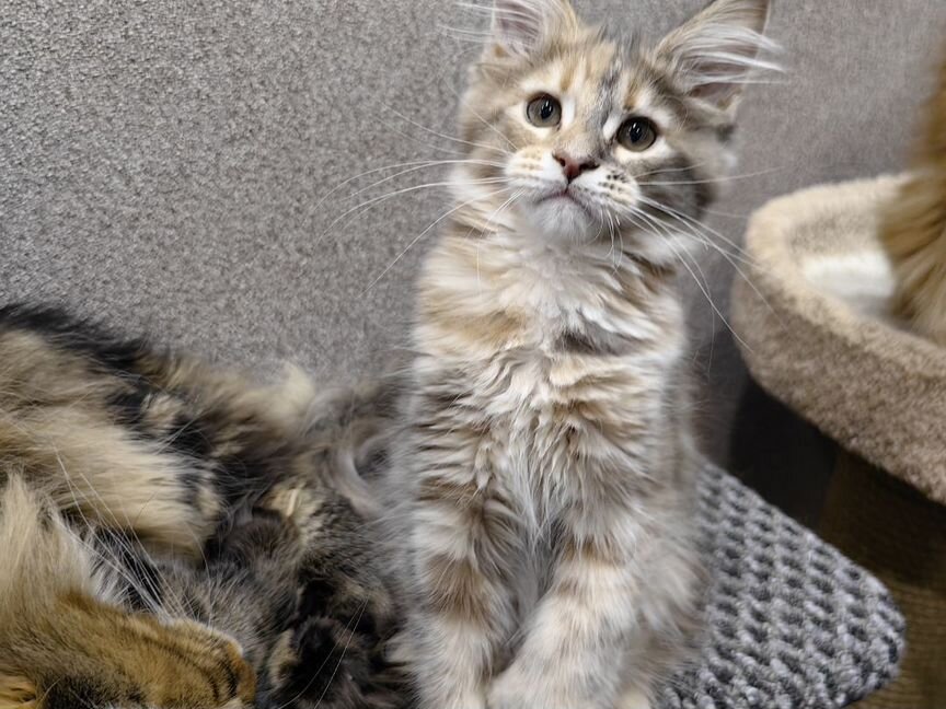 Котята мейн-кун