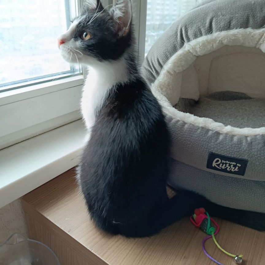 Котенок в добрые руки