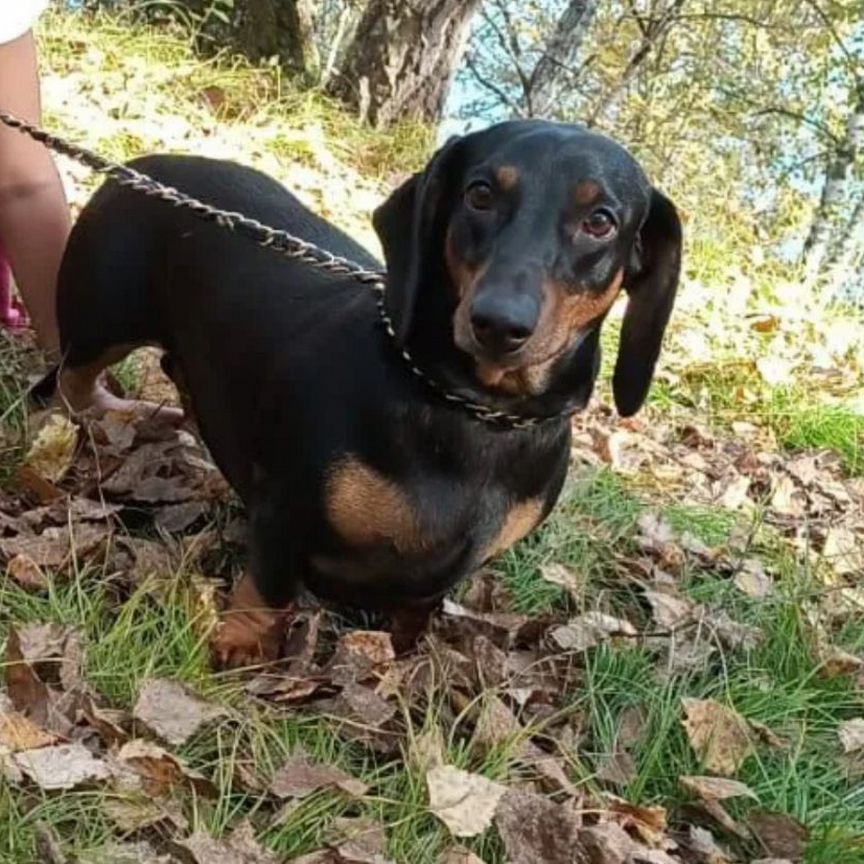 Такса, взрослая собака