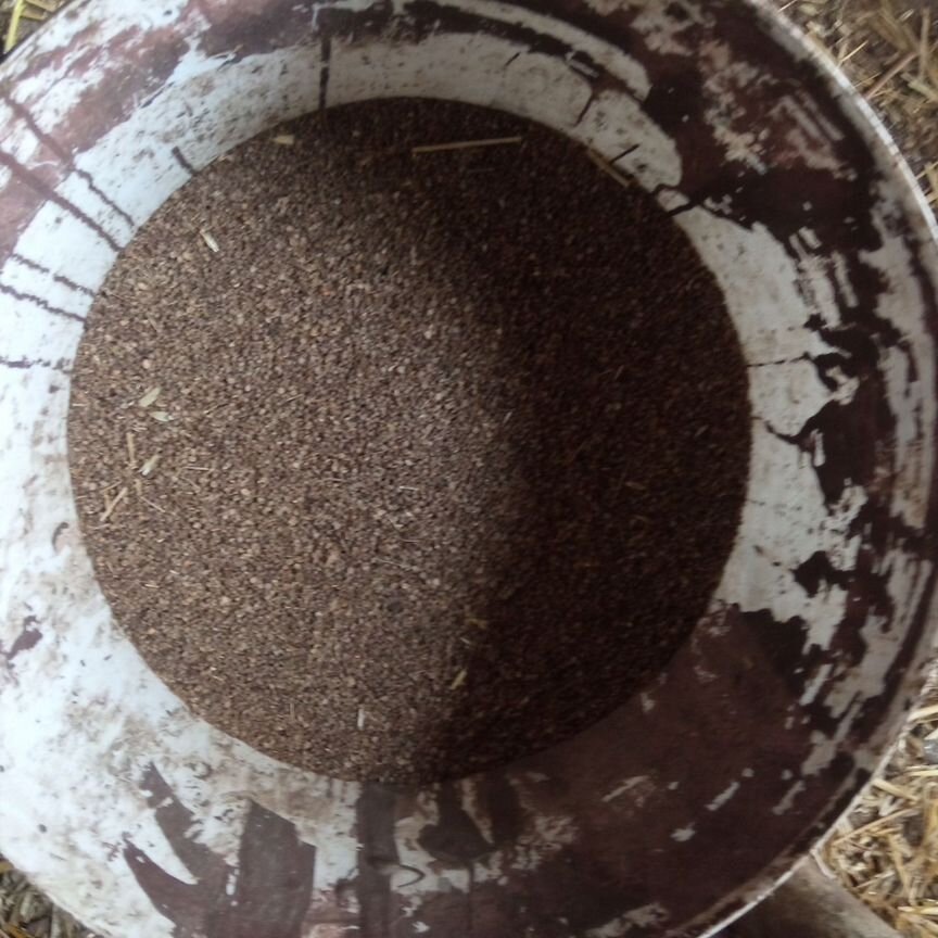 Кинза для барашек