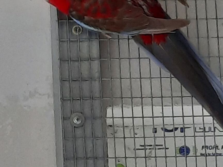 Пинантовая розелла