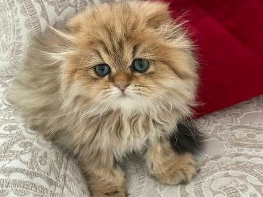 Шикарные пушистые золотые котята