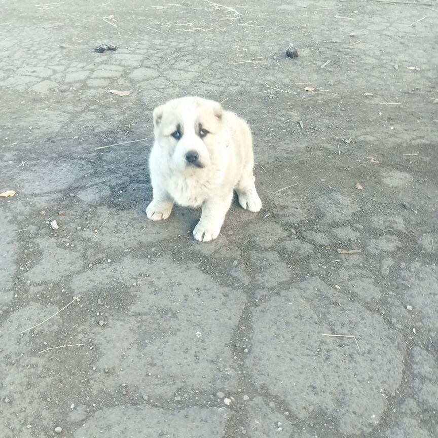 Щенки алабая