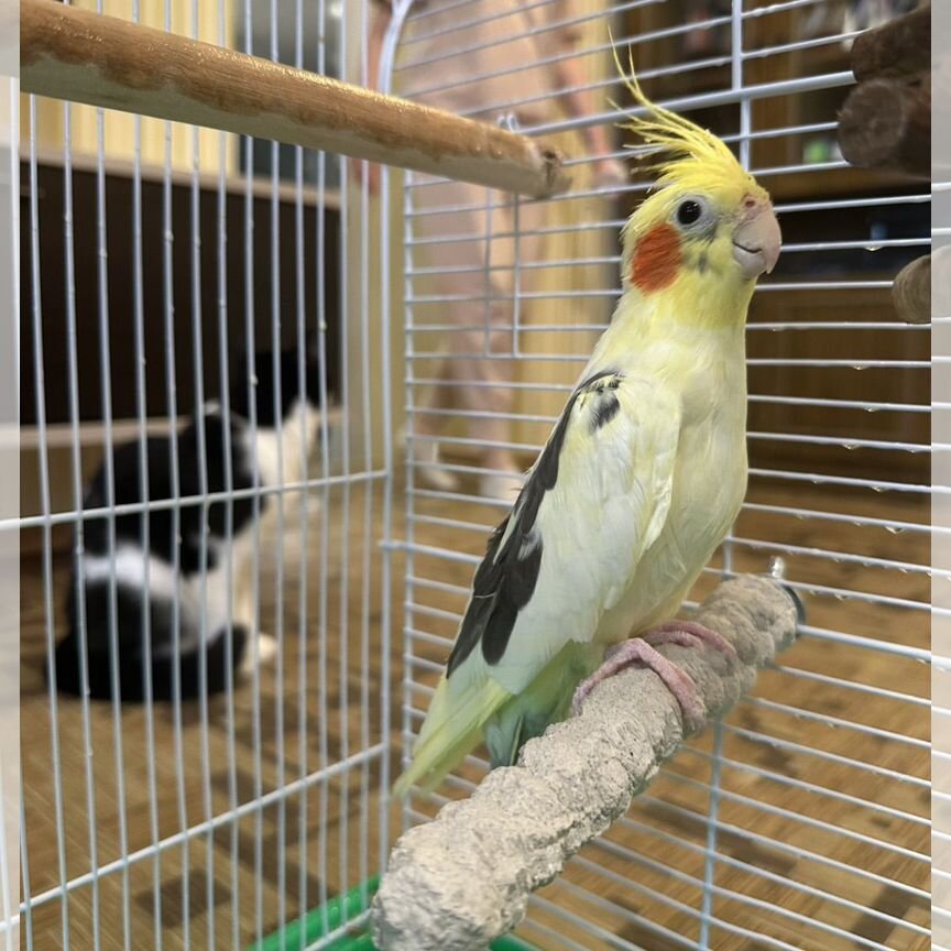 Попугай корелла с клеткой