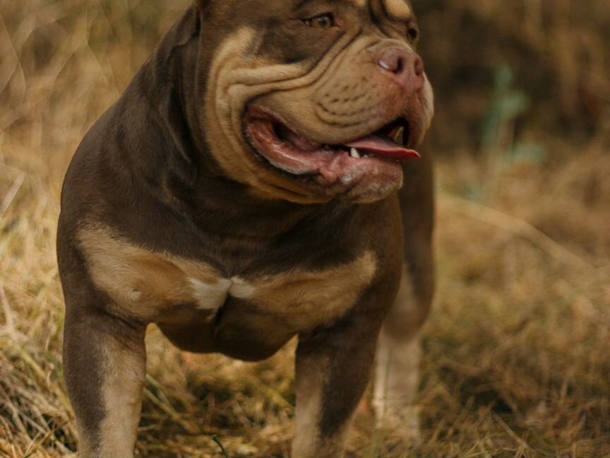 American Bully. Вязка