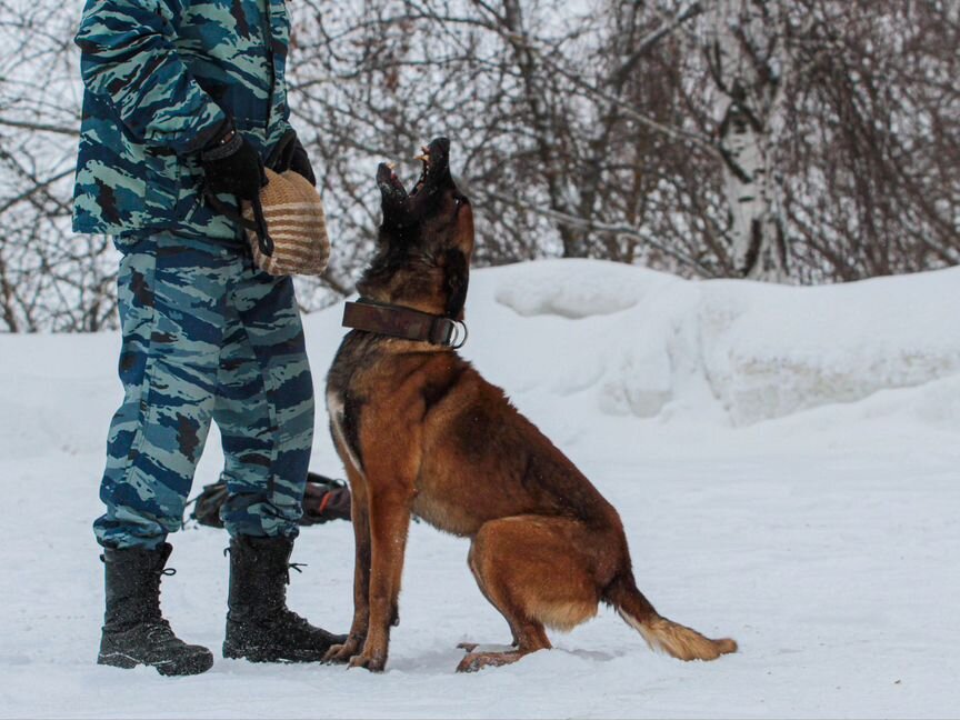 Щенки малинуа бельгийская овчарка