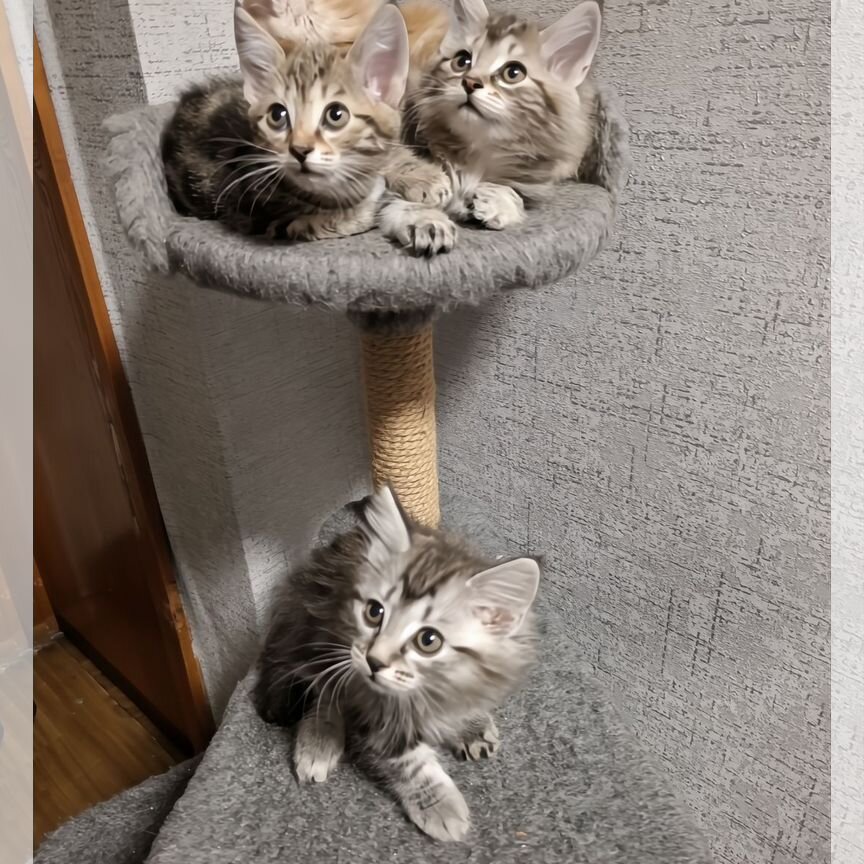 Курильский бобтейл длинношёрстный котёнок