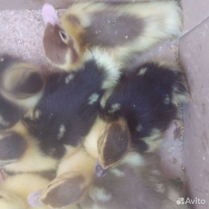 Шептуны 2 недели