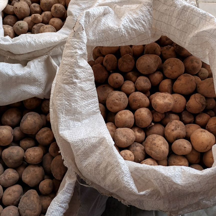 Картофель мелкий на корм скоту