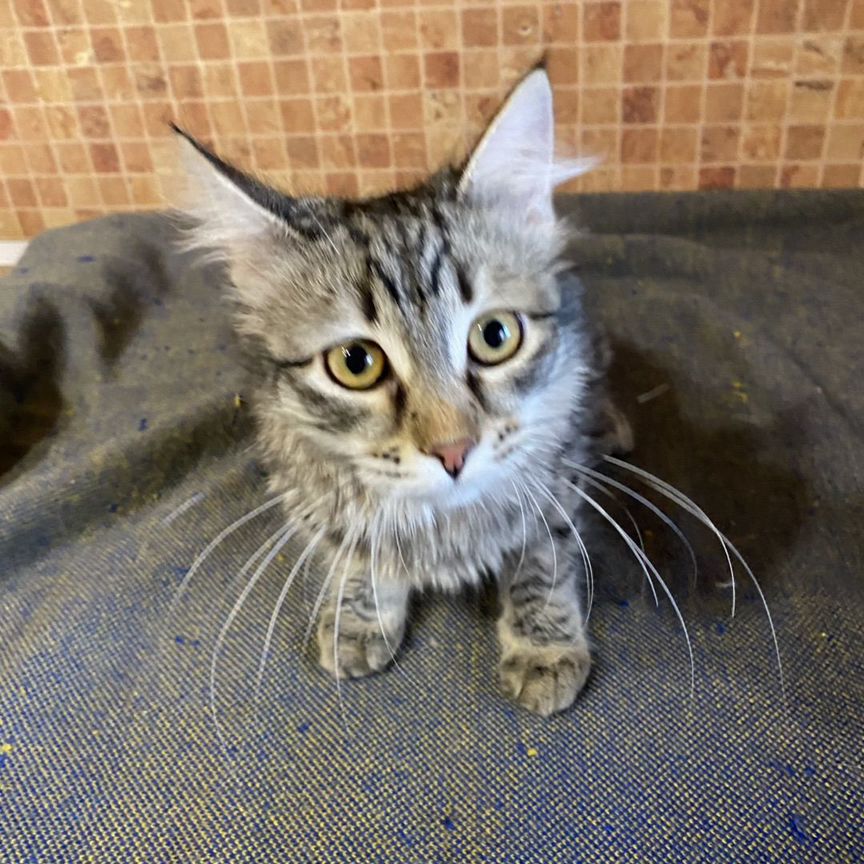 Котенок Мышка