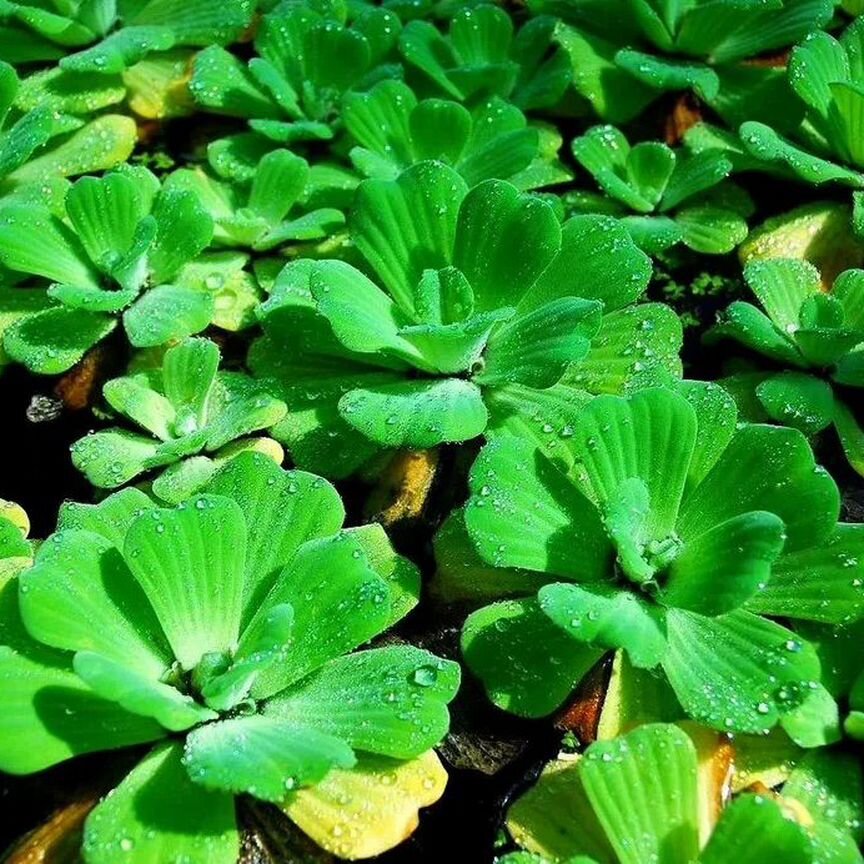 Пистия бесплатно