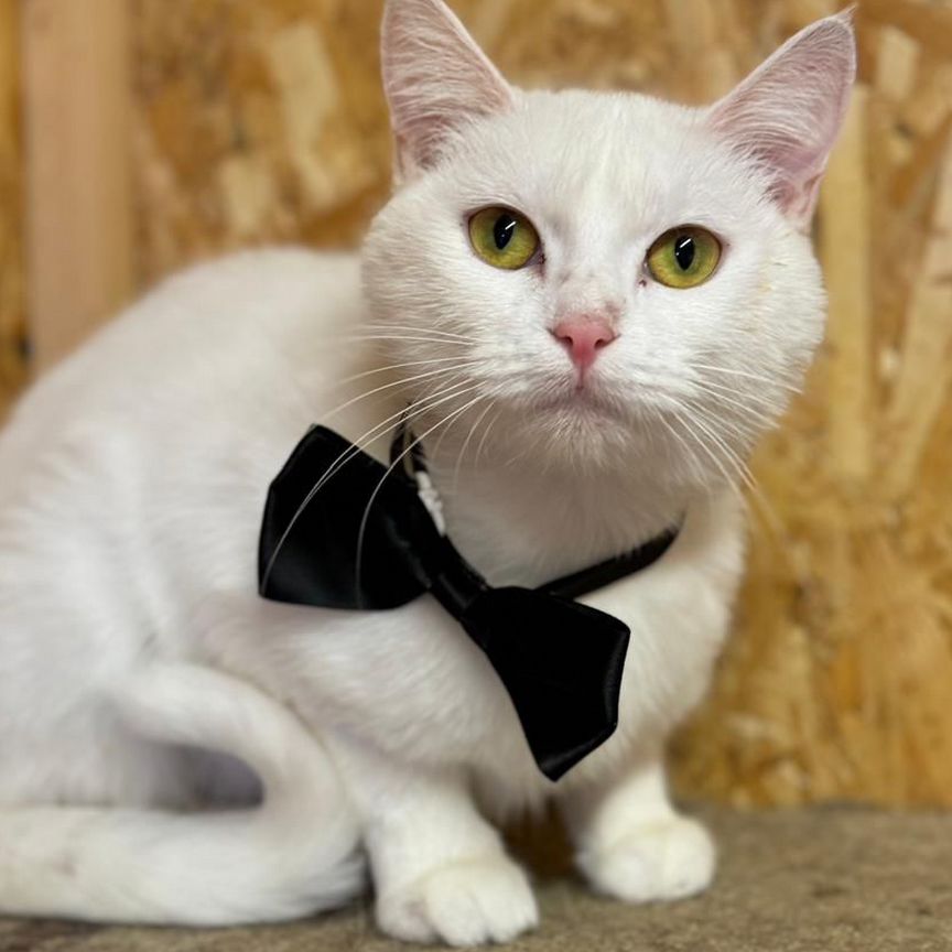 Белая красотка из приюта