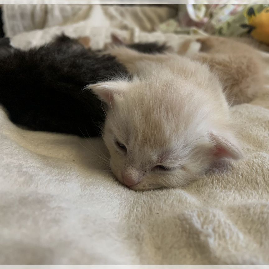 Котята
