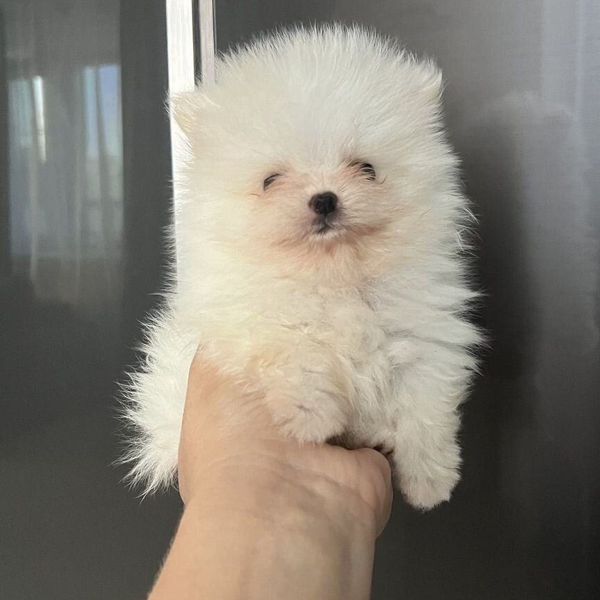 Померанский шпиц, щенок