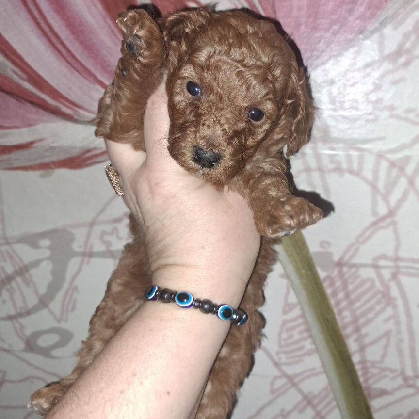 Щенок от частного владельца