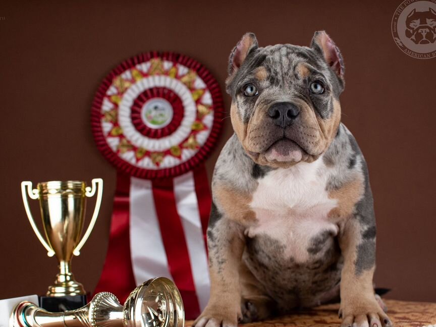 Щенок Американский Булли