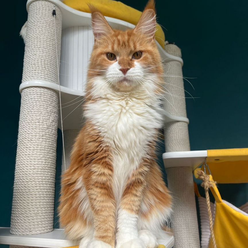 Мейн-кун в добрые руки бесплатно