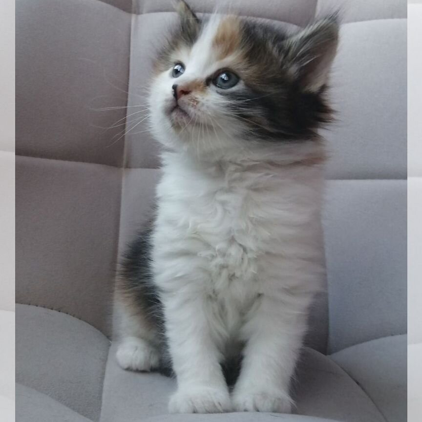 Котёнок от частного владельца