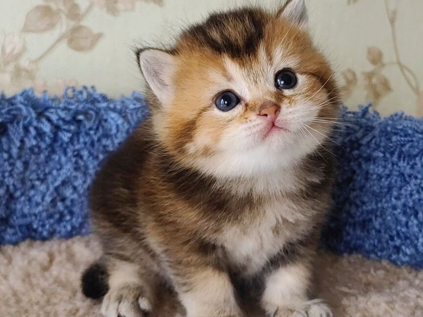 Очаровательные котята